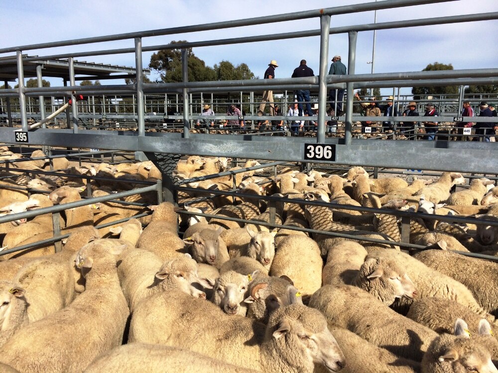 Vic Mallee sheep producers keen to sell into SA - ABC News