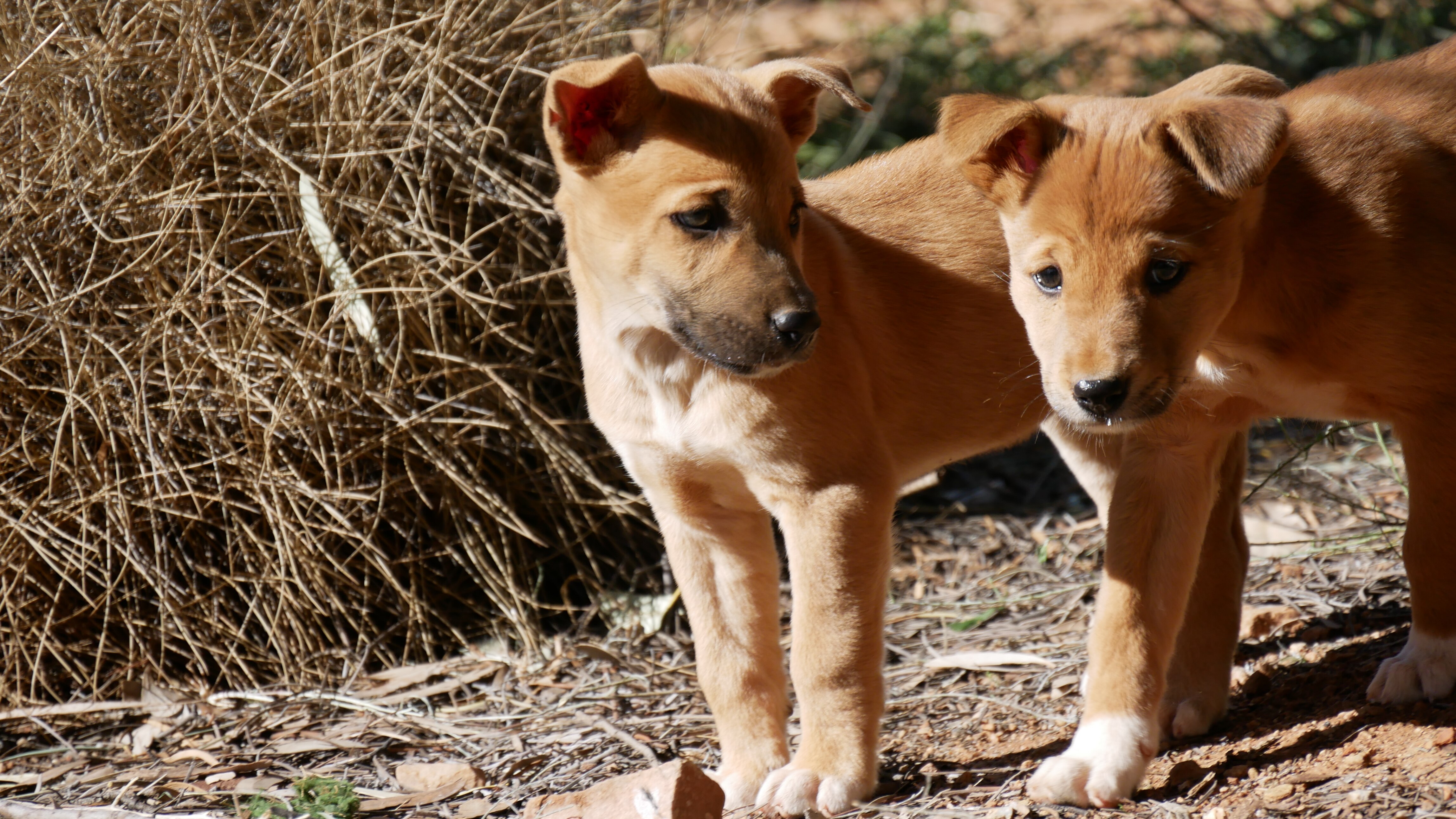 Alex Barwick - ABC News