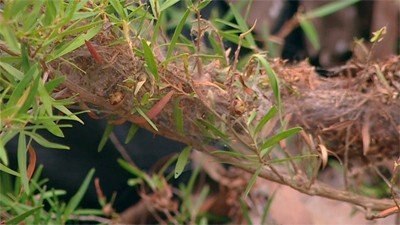 Small Gum Trees - Gardening Australia