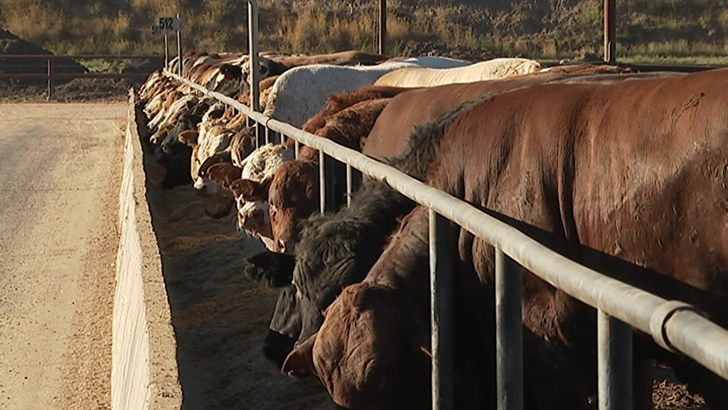 Paddock to Palate: A competition that judges beef cattle from paddock ...