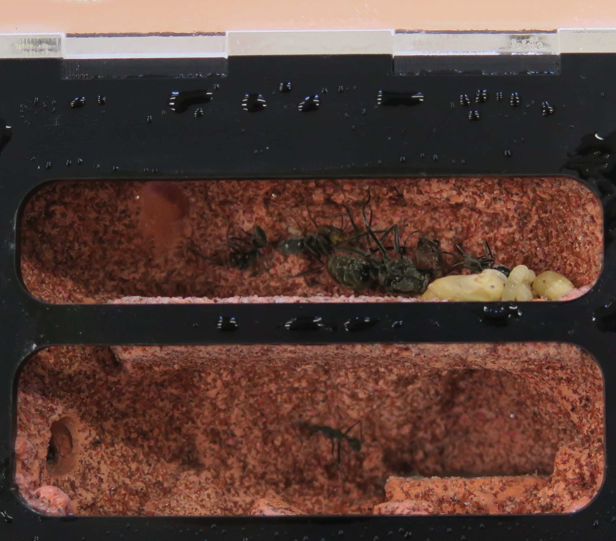 ABC Sport - ABC News