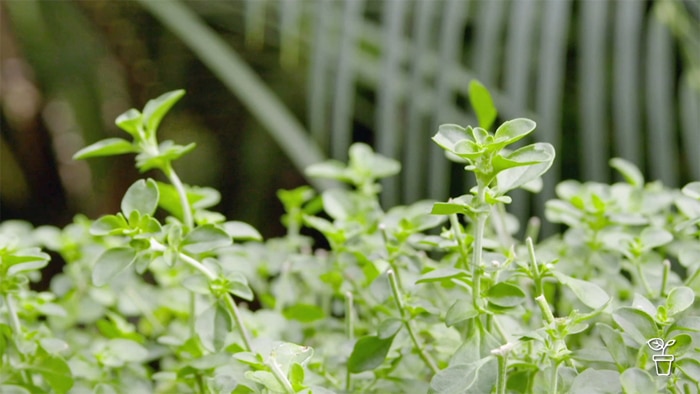 Purple Mint Bush - Gardening Australia