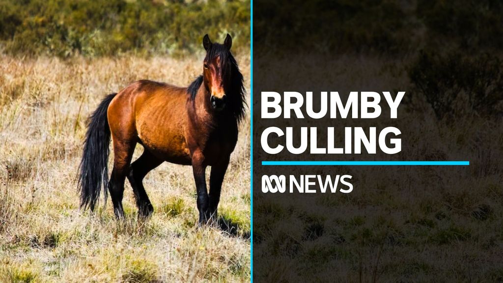 NSW govt approves aerial culling of wild horses - ABC News