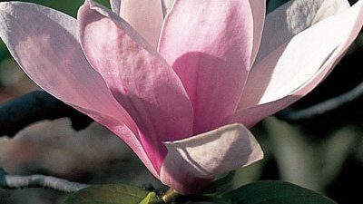 Magnolia - Gardening Australia