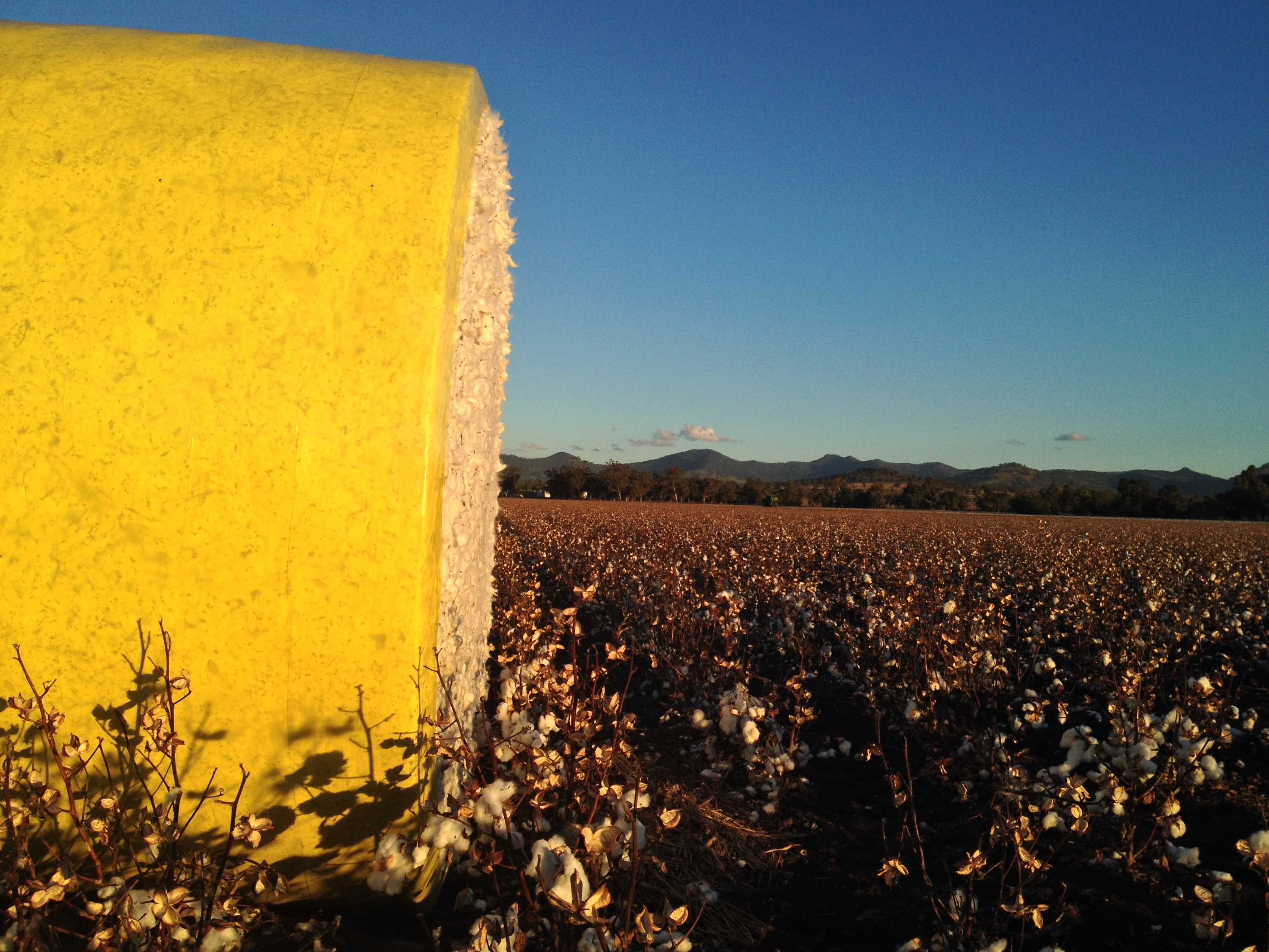 Research shows cotton industry more sustainable and productive - ABC News