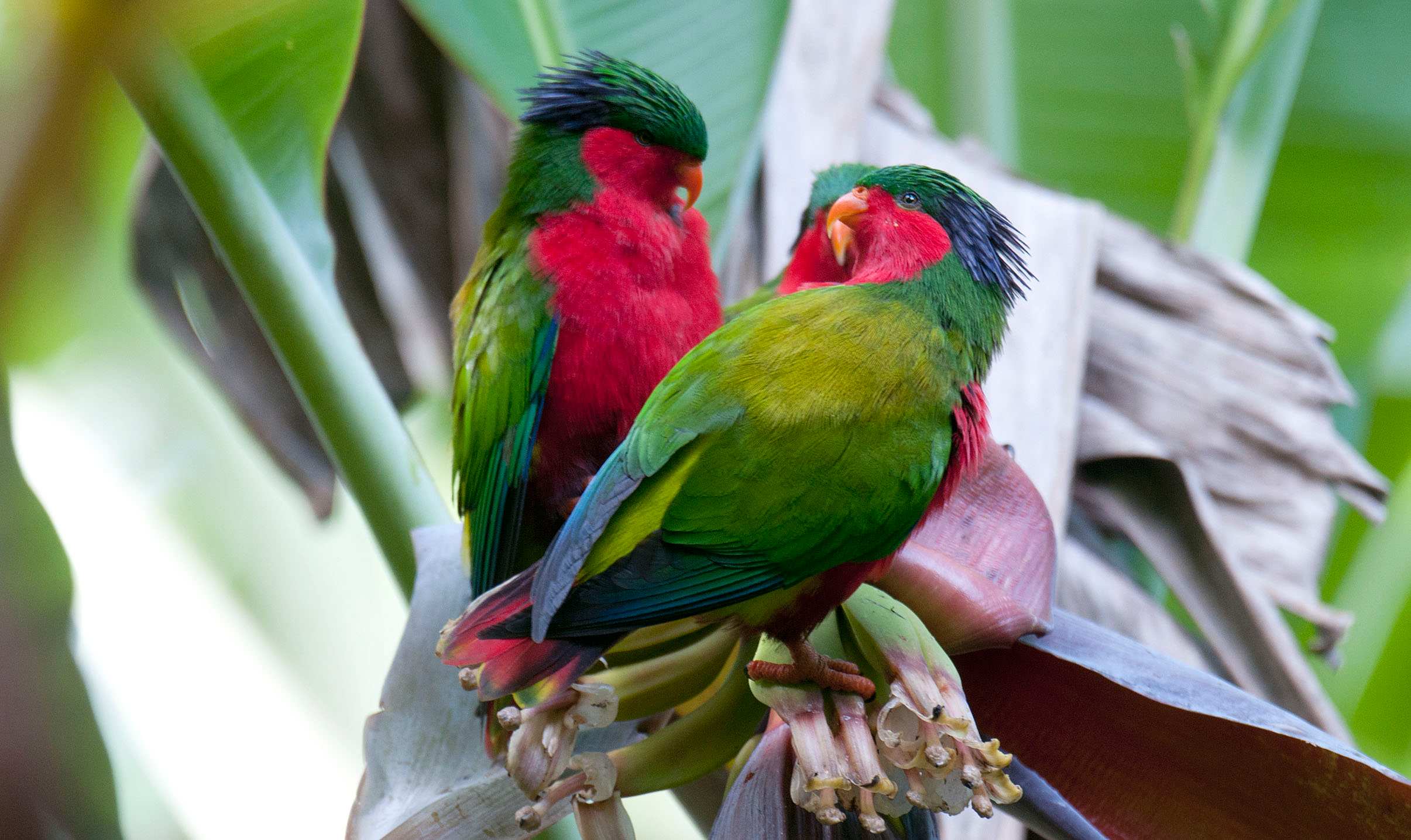Hunting down the common myna on the island of Atiu in the Cook Islands ...