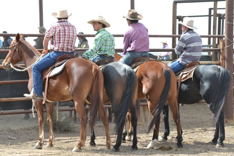 Eidsvold Show campdraft canned - ABC News