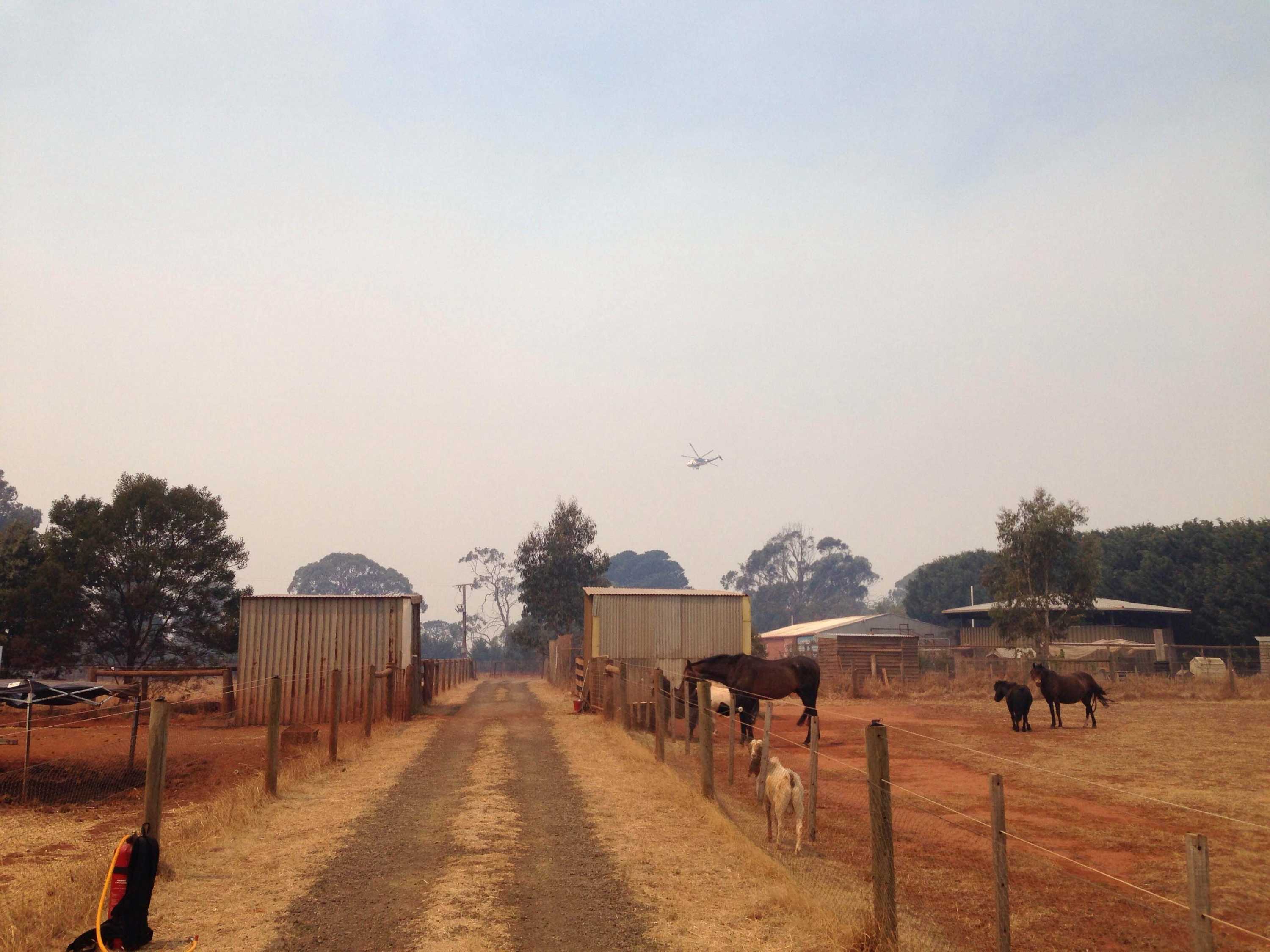 Animals find temporary shelter in Melbourne backyard as Edgar's Mission ...