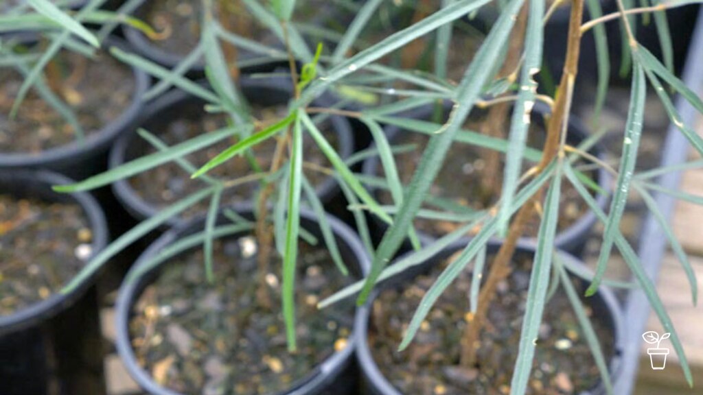 Native Cuttings - Gardening Australia