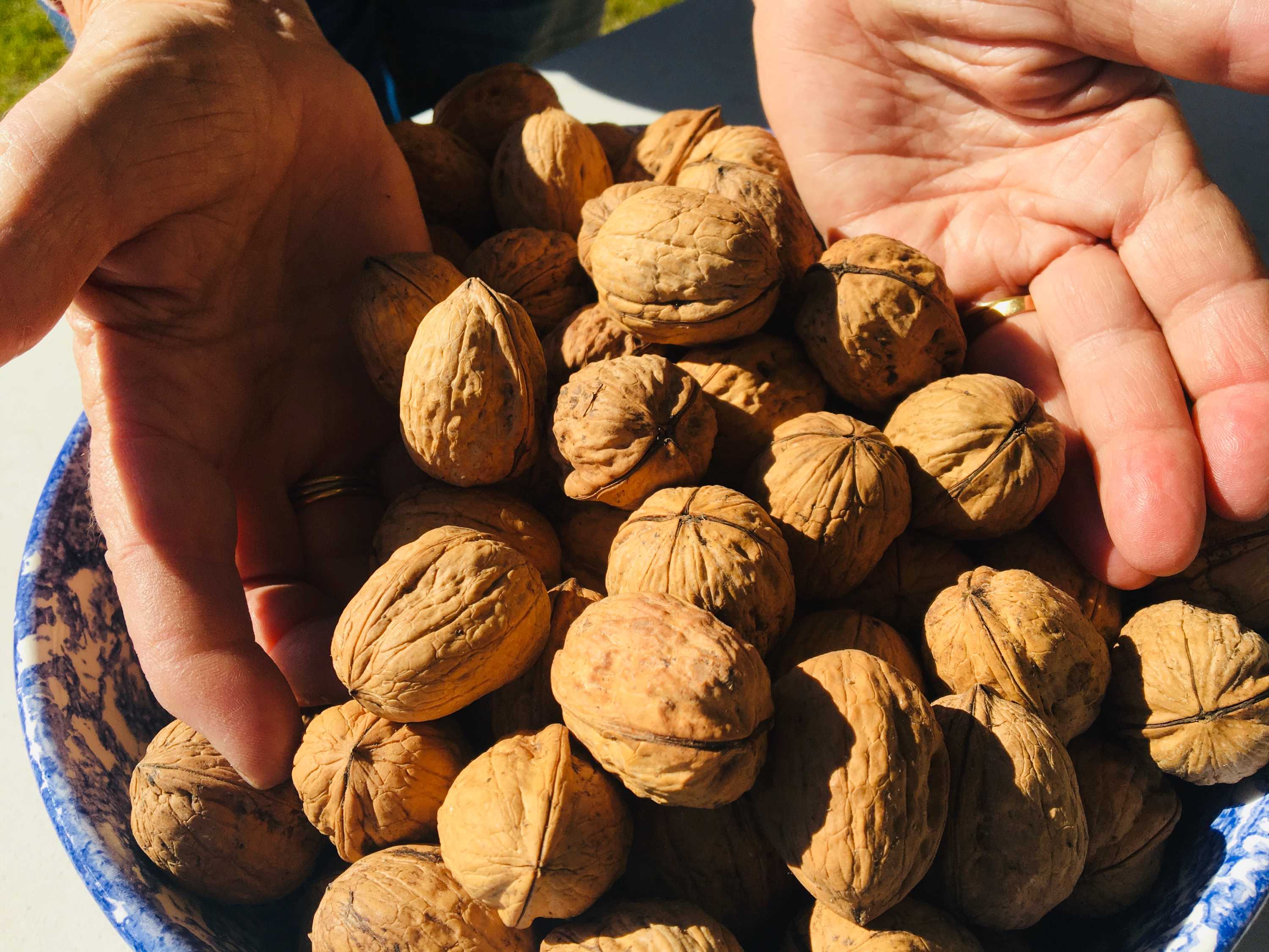 Walnut demand grows amid shortage of Australian producers - ABC News
