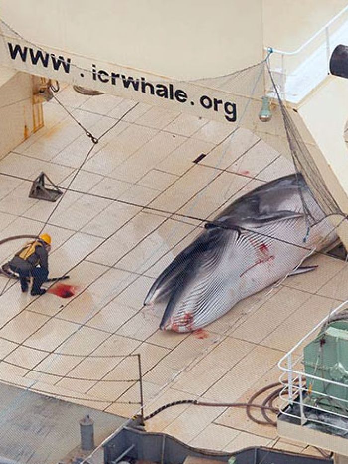 International Court of Justice bans Japan's whaling program - ABC listen