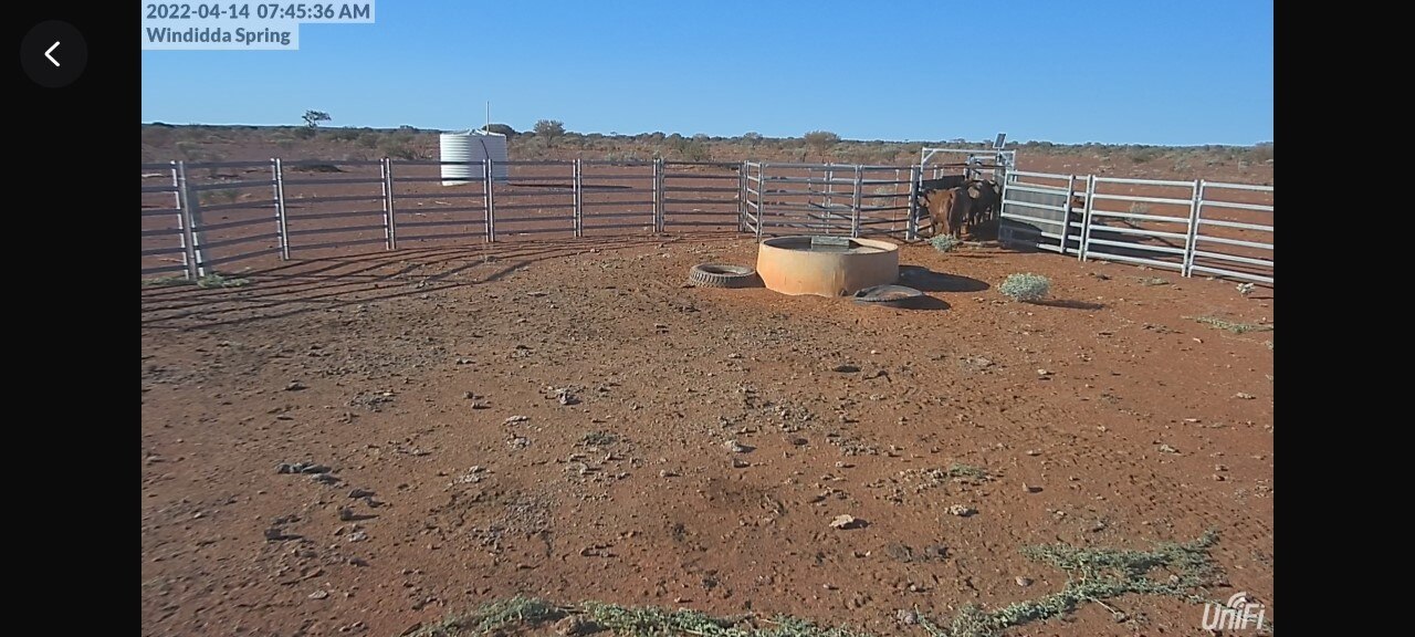 Pastoralist's point-to-point wireless beefs-up truly remote video ...