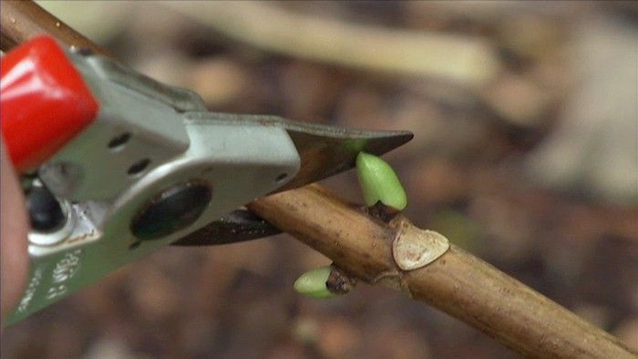 Native Climbers - Gardening Australia