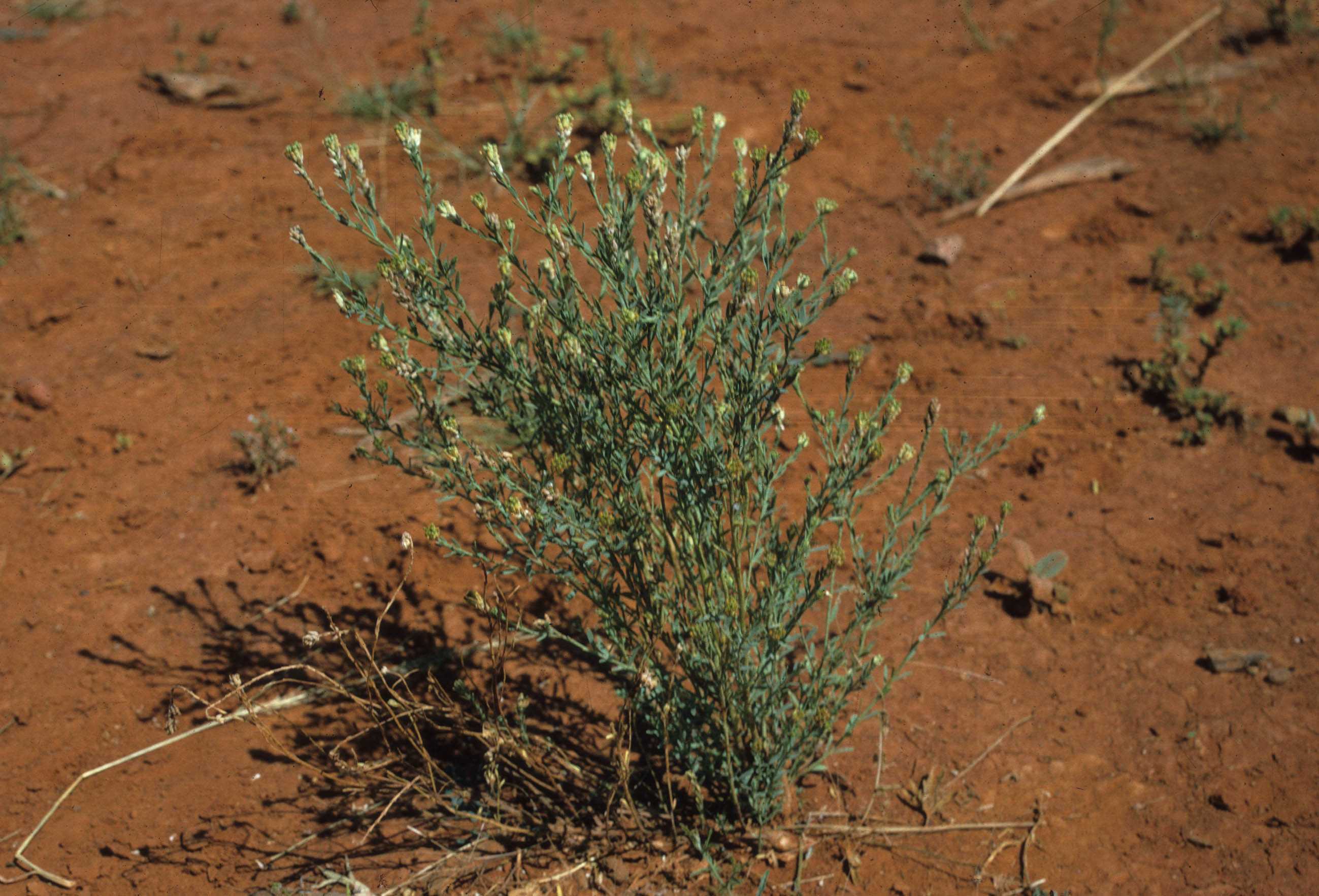 Landholders in western NSW warned about Pimelea poisoning after stock ...