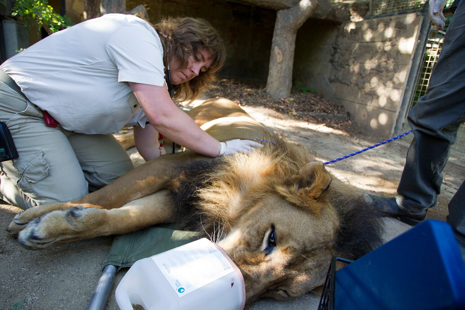 Lion recovering well from cancer surgery - ABC News