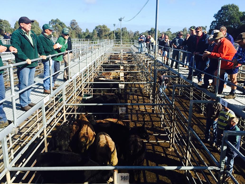 Best prices ever at cattle saleyards in Western Australia's south-west ...