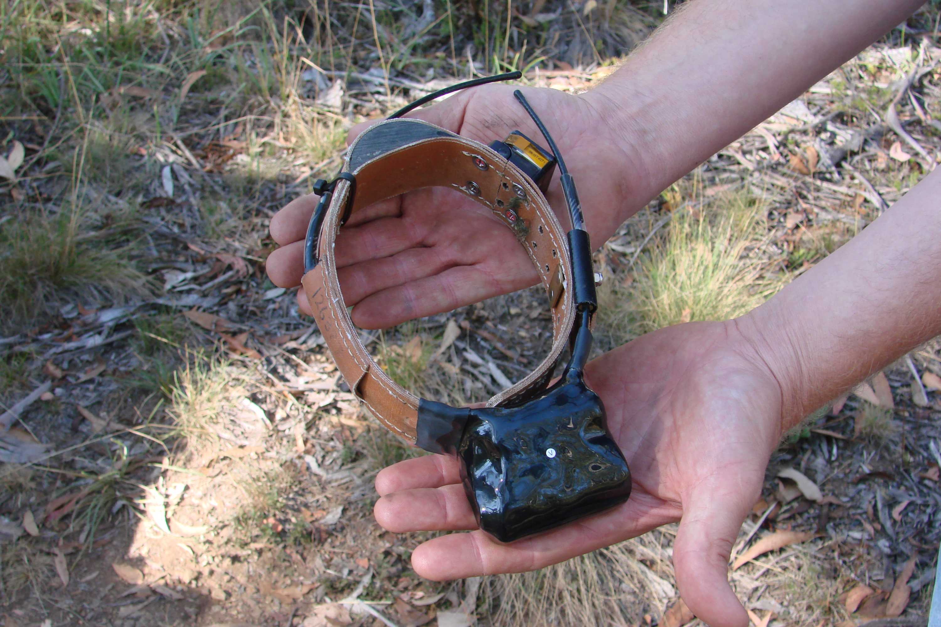 Wild dogs in southern NSW fitted with tracking collars to investigate ...