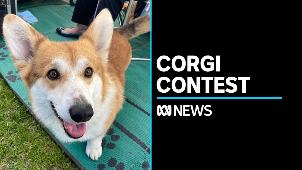 The corgi competition with a royal connection - ABC News