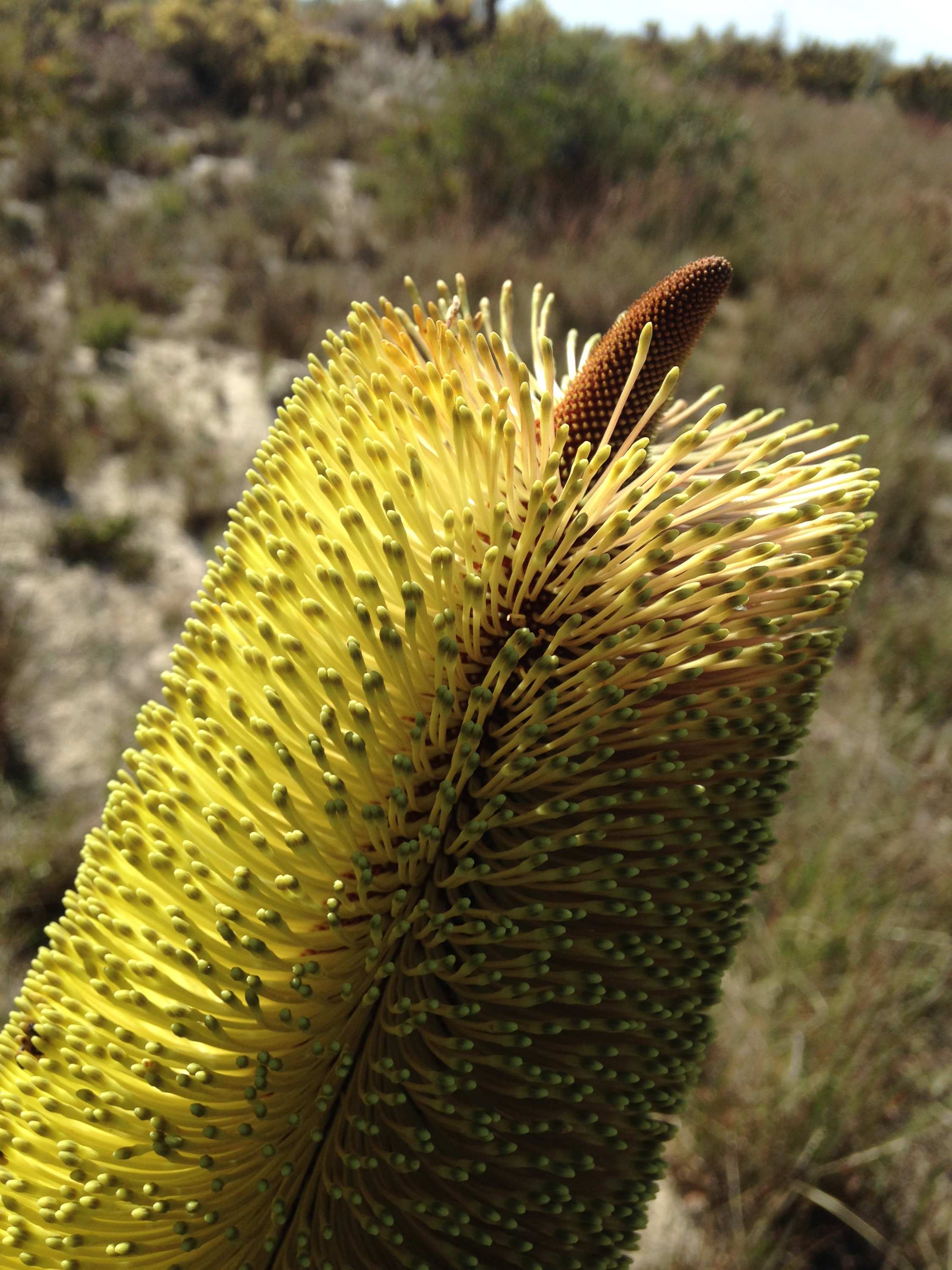 Spring gardening with natives - ABC Adelaide