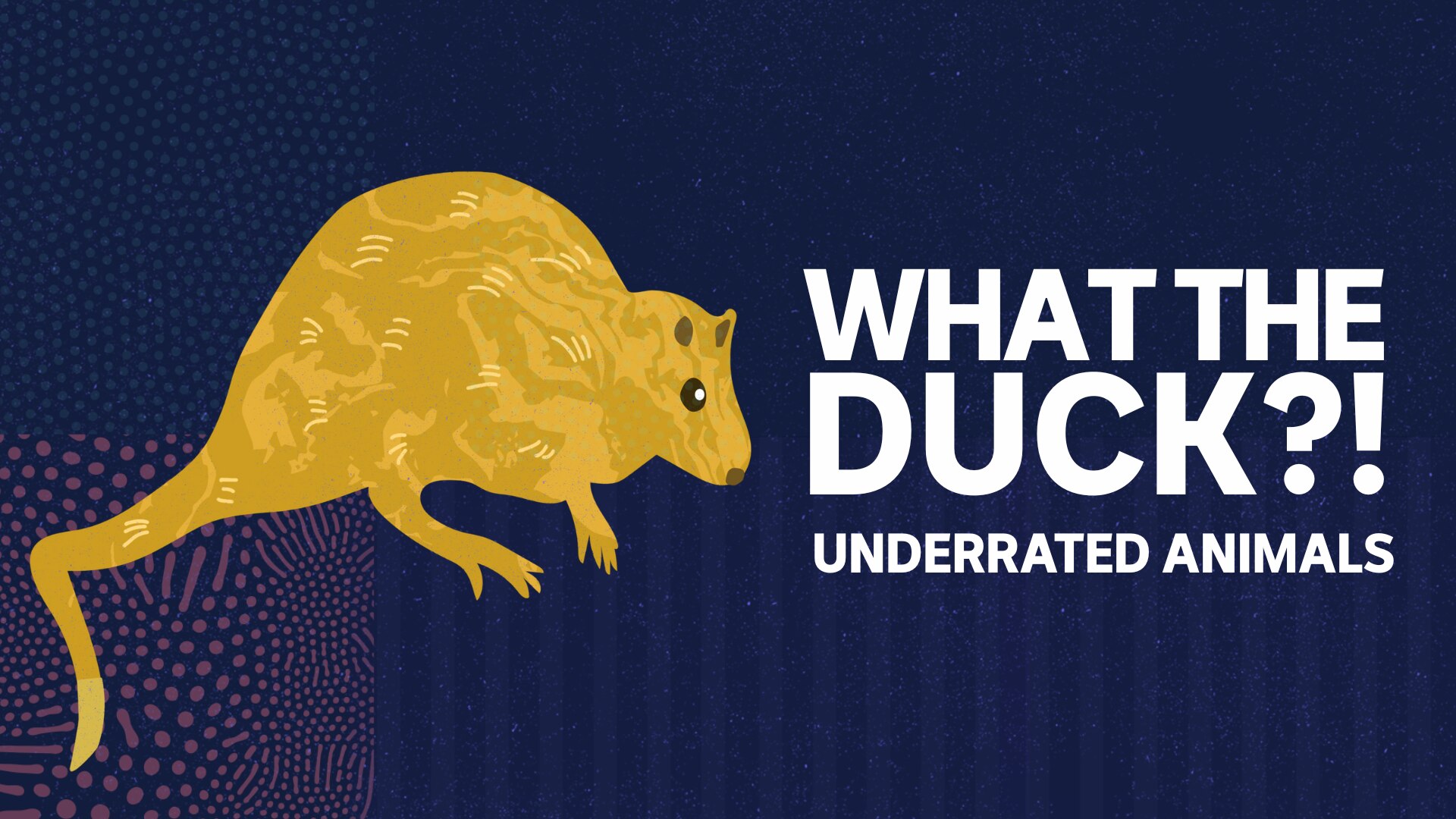 Nothing beats the rakali, Australia's mighty native water rat ...