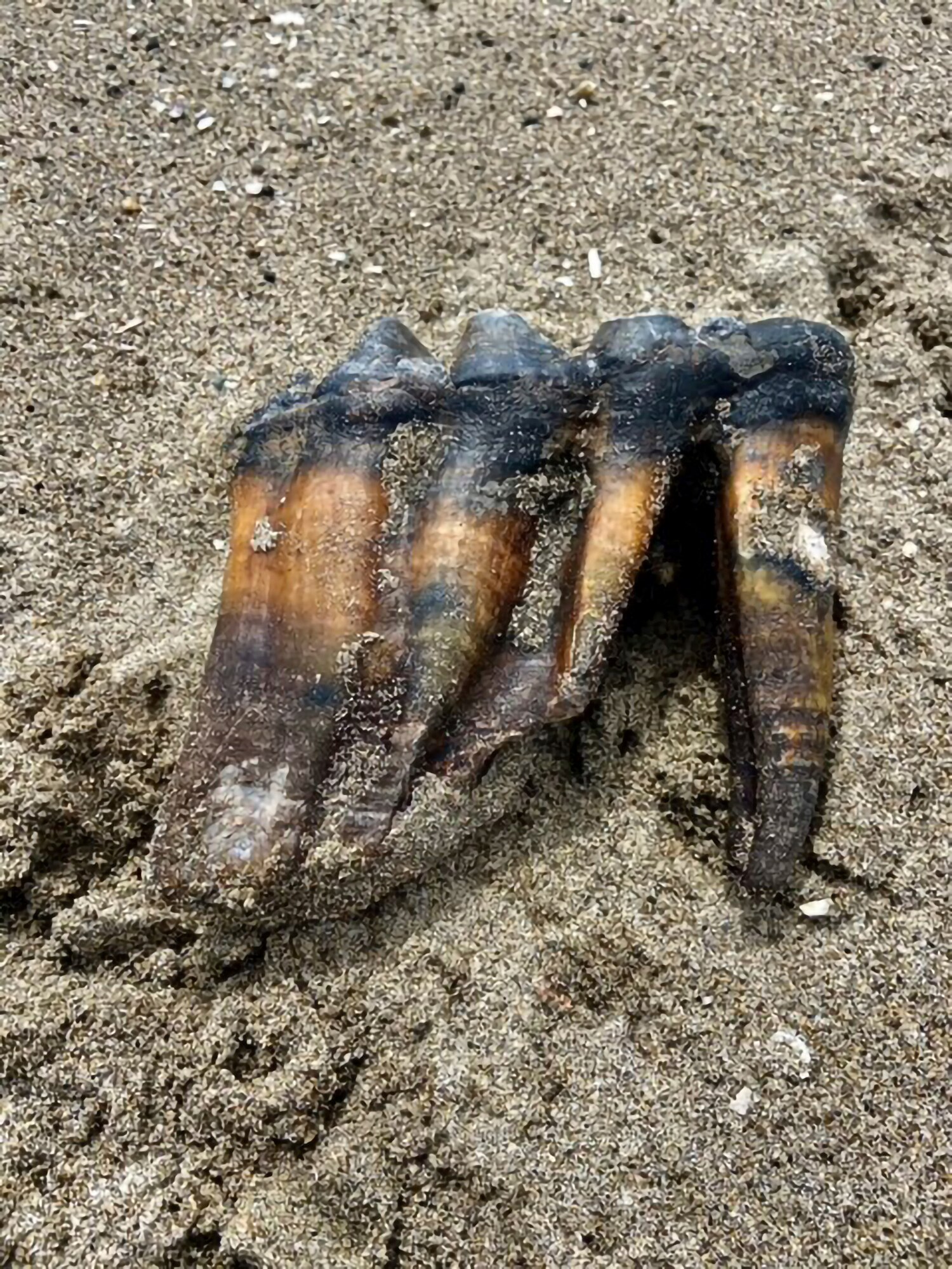 Ancient mastodon tooth found by woman walking along California beach ...