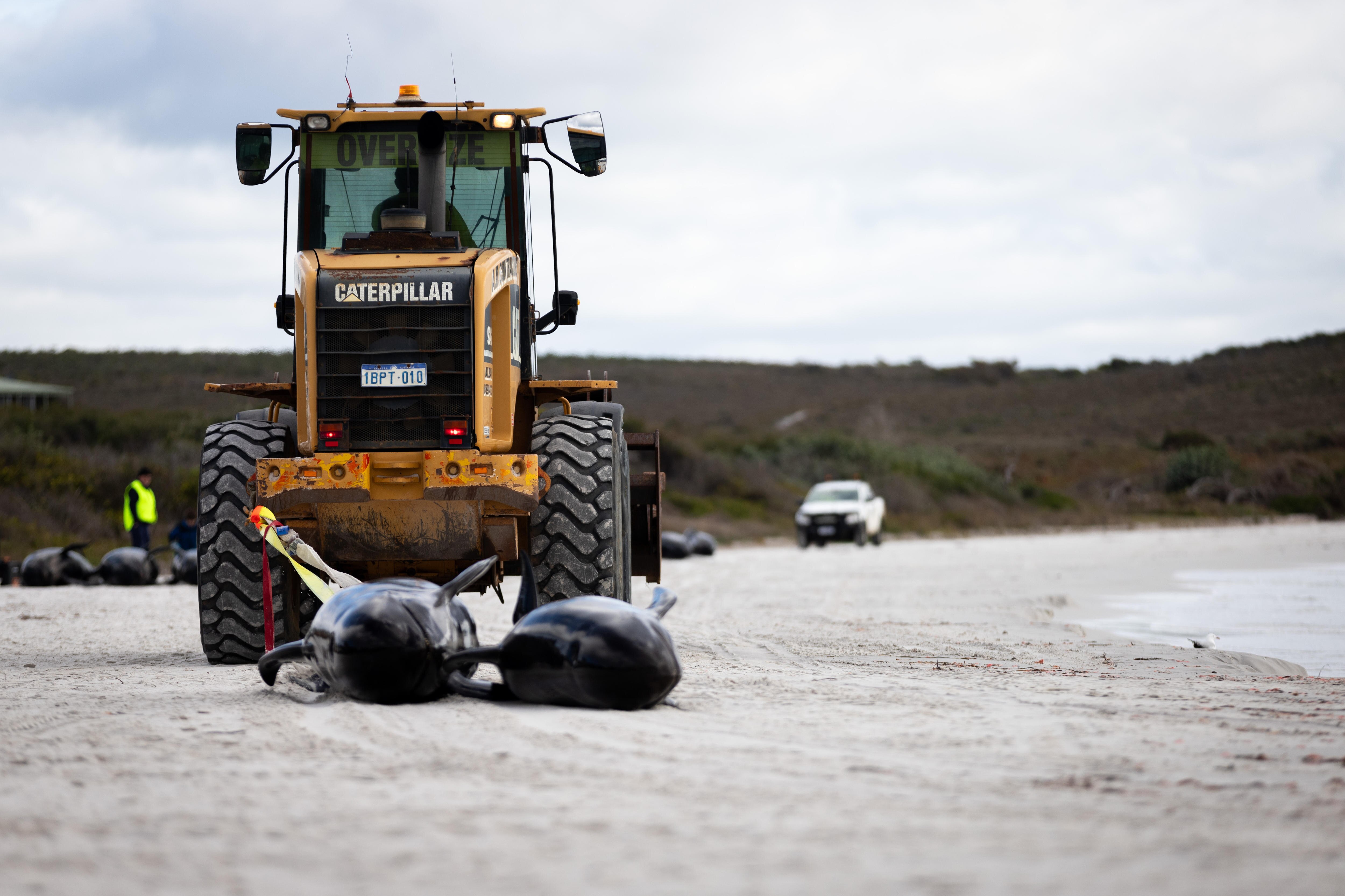 Researchers hope footage of mass stranding on Cheynes Beach could help ...