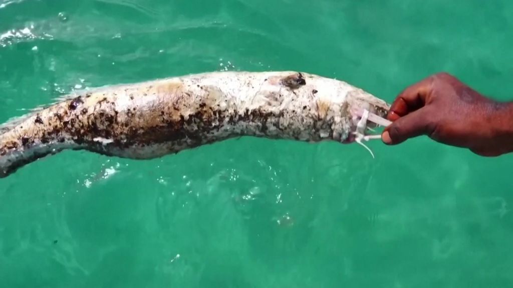 Japanese ship MV Wakashio breaks up on Mauritius reef after causing oil ...