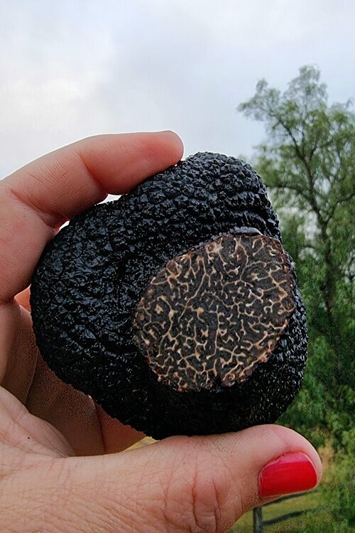 Join in the hunt for the world's most prized ingredient - ABC listen