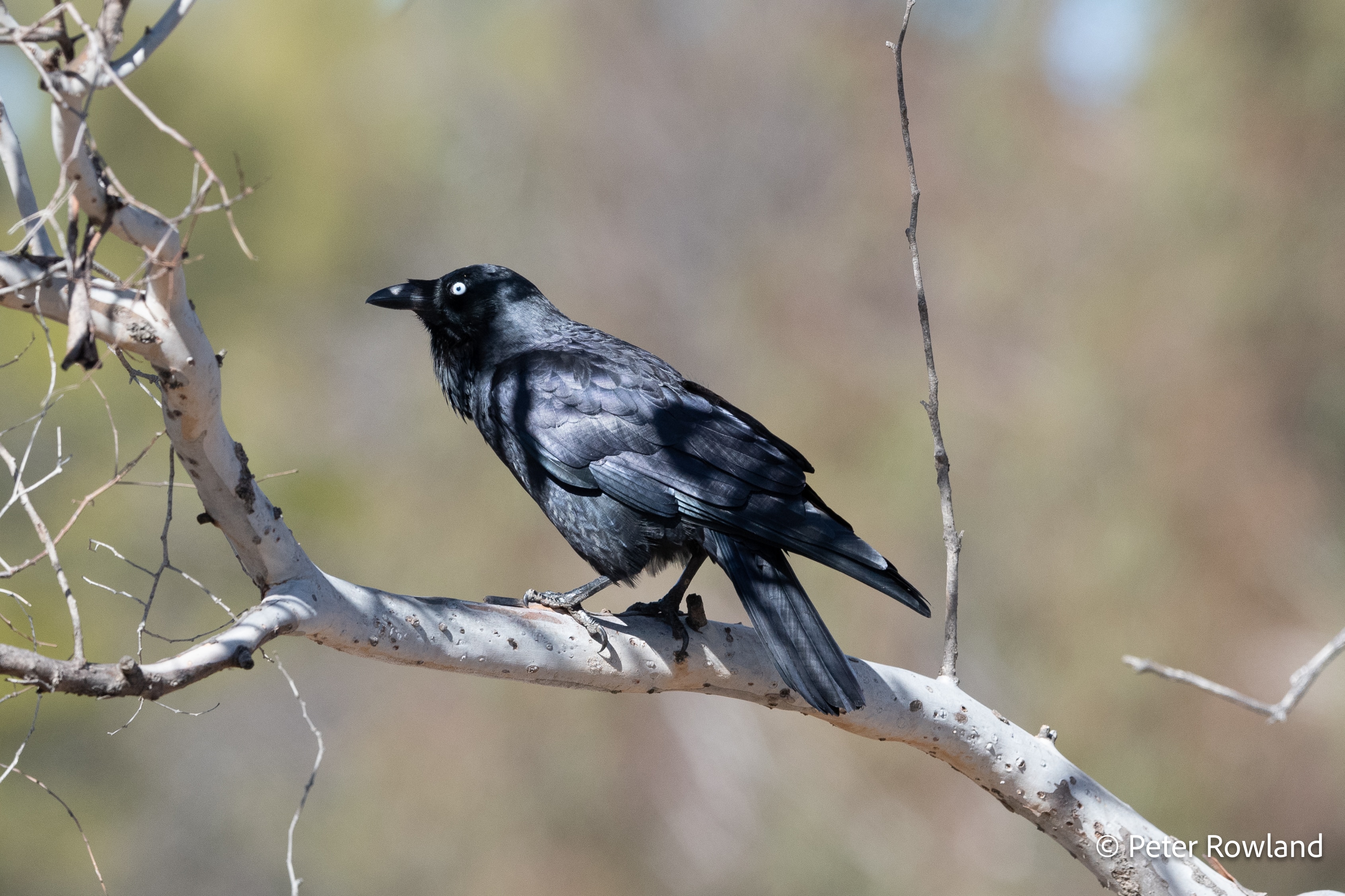 Australian raven - ABC News