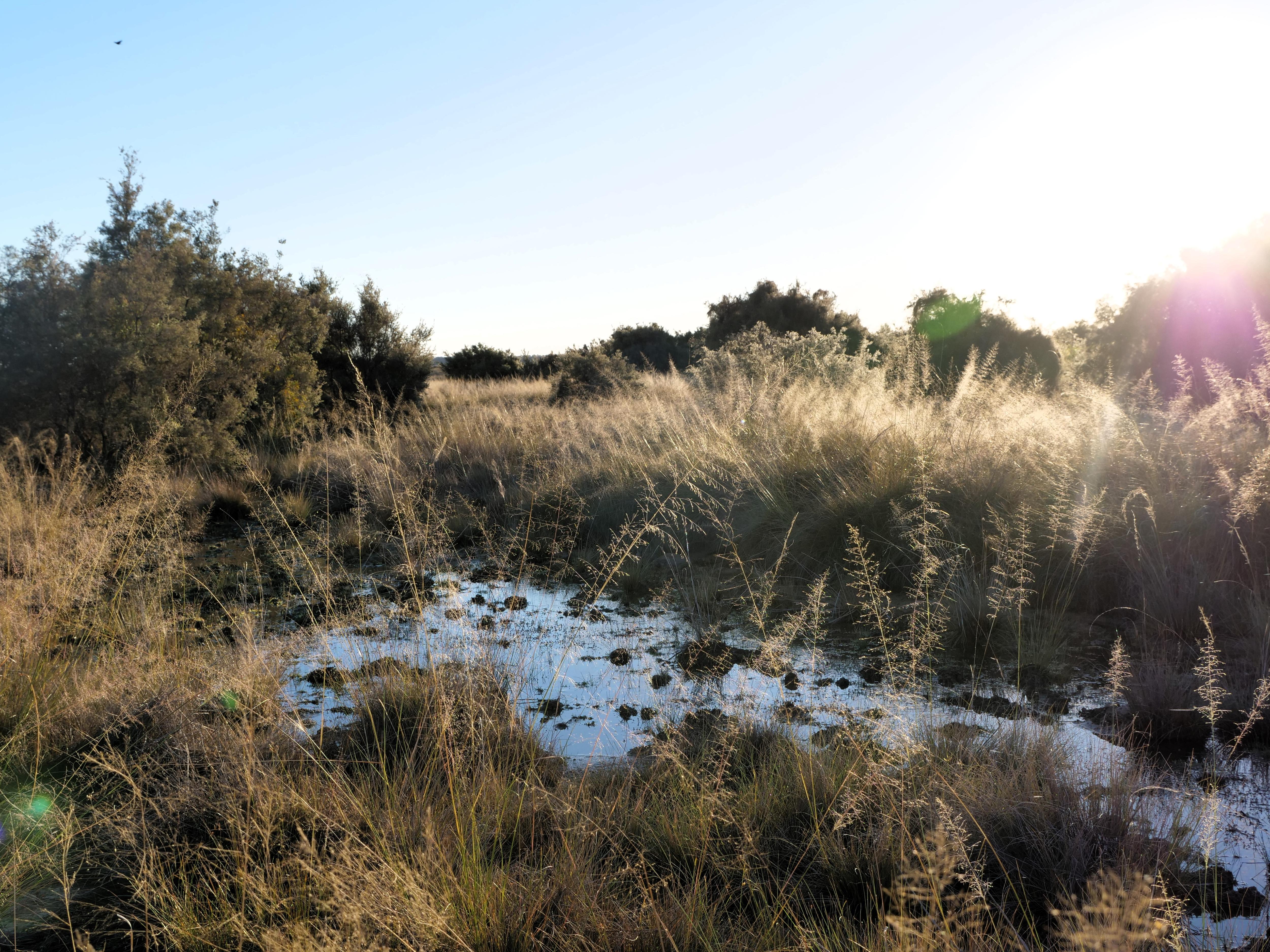 Newly protected Edgbaston Reserve in Queensland home to 37 species ...