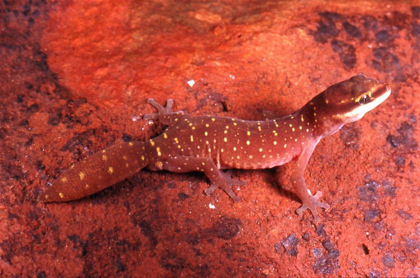 Lizard discoveries in the Pilbara - ABC News