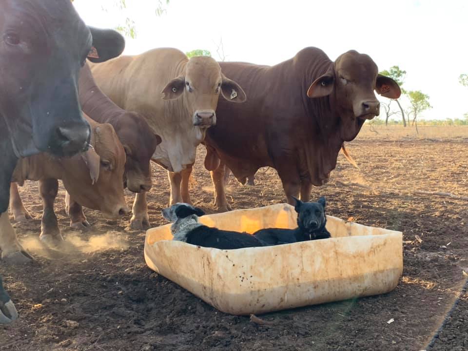 Heatwave takes toll on farm animals and people with little relief in ...