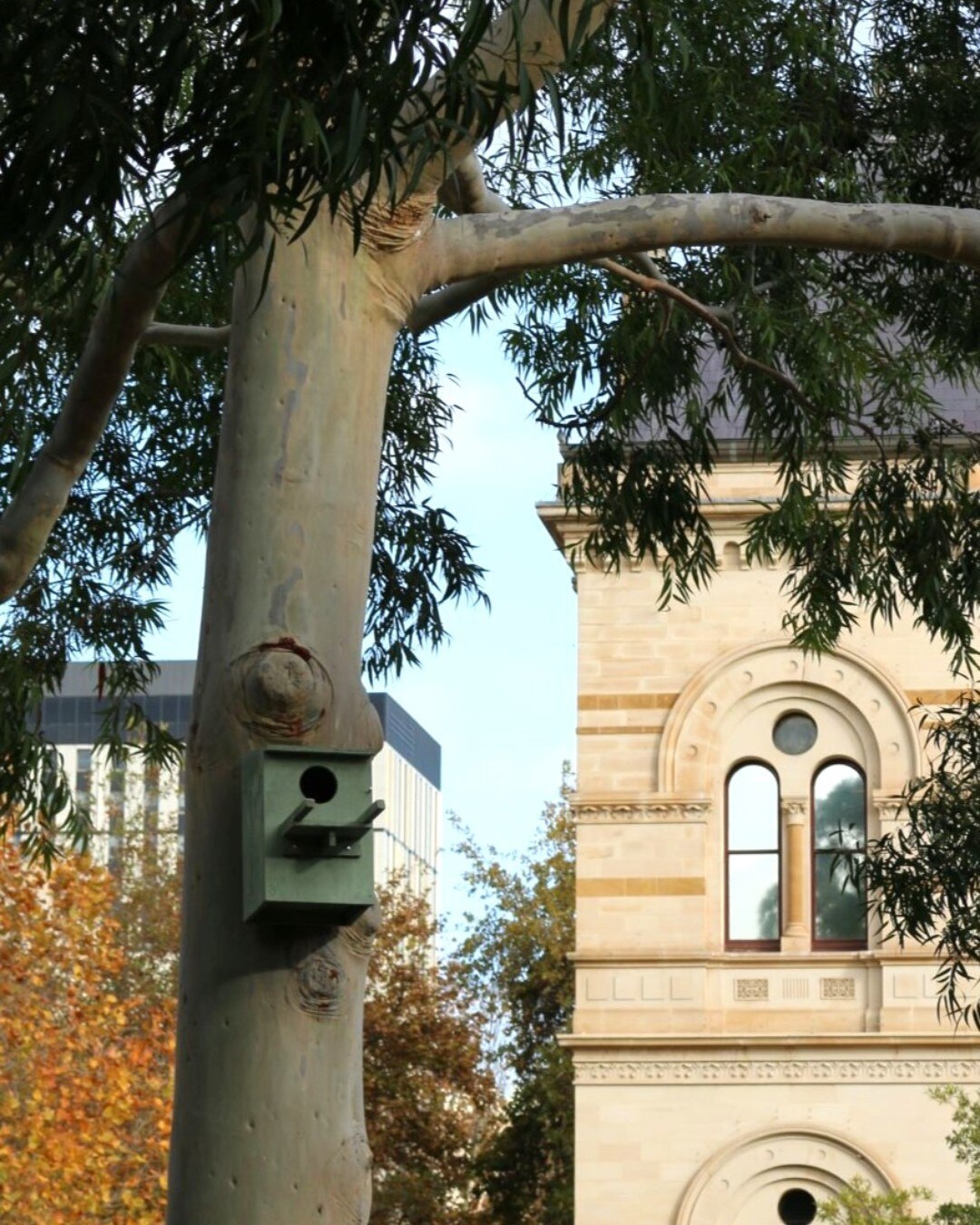 Bird boxes installed at SA Museum to attract Boobook owls - ABC listen