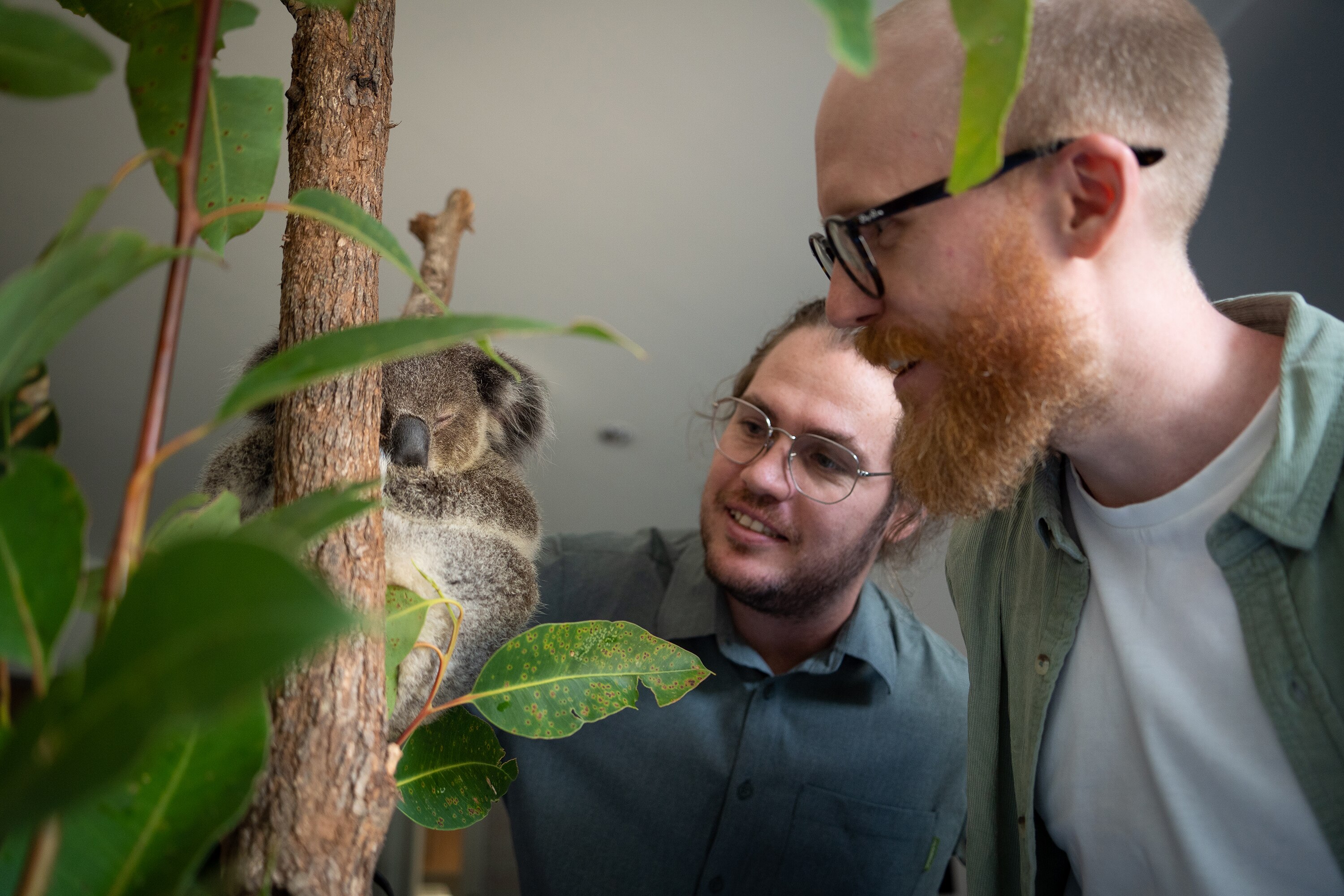 Multiple pressures on koalas - ABC listen