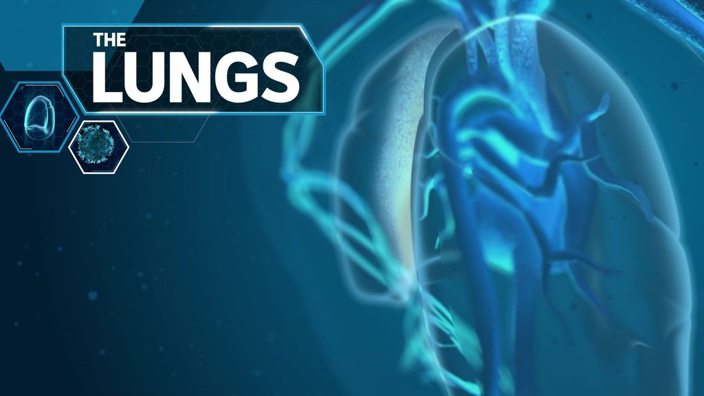 COVID-19's effects on the lungs - ABC News