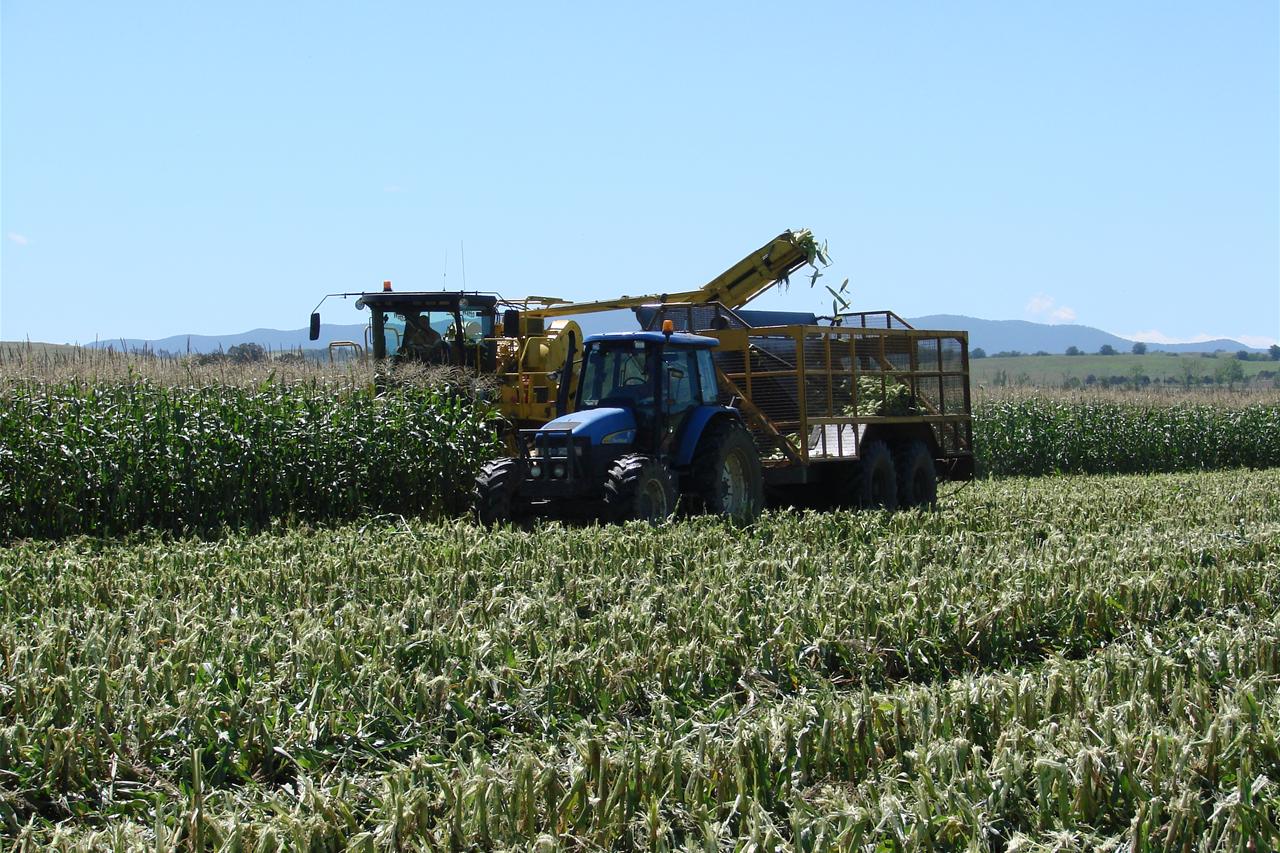 Rain boosts sweet corn yields - ABC News