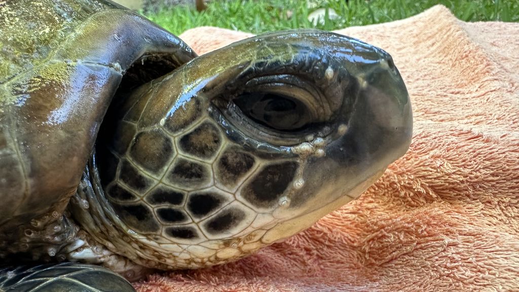 Emily Pledger and Callum Kirkpatrick with Squirt. - ABC News