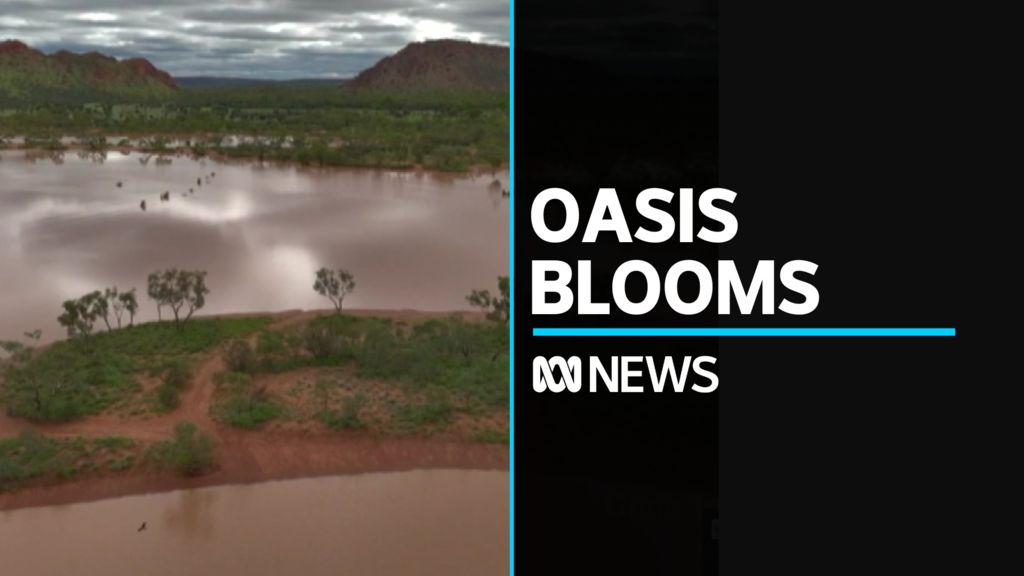 Oasis blooms in Alice Springs after abundant rain - ABC News