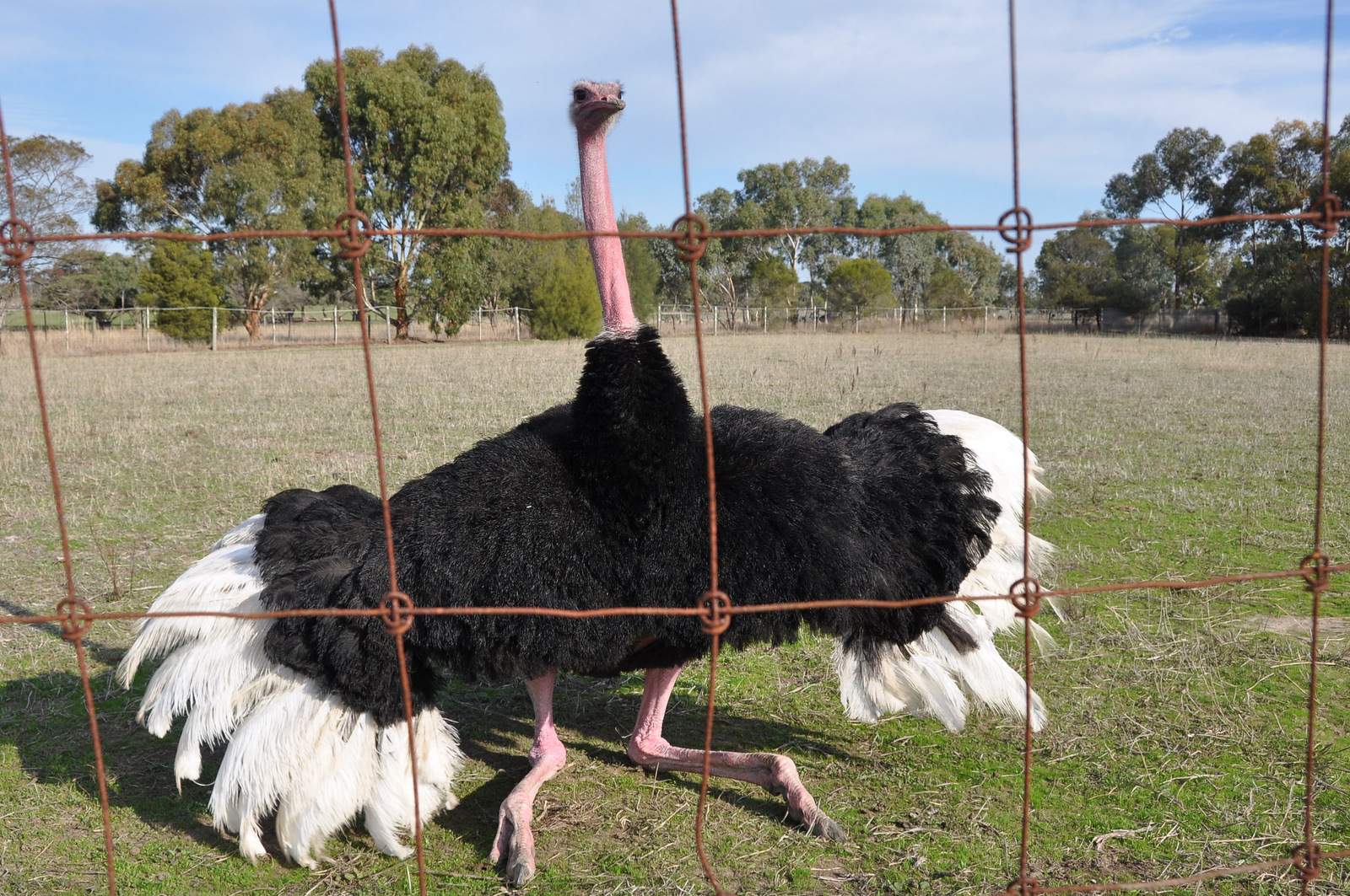 Aussie Ostrich - farmed, then plated - ABC Radio National