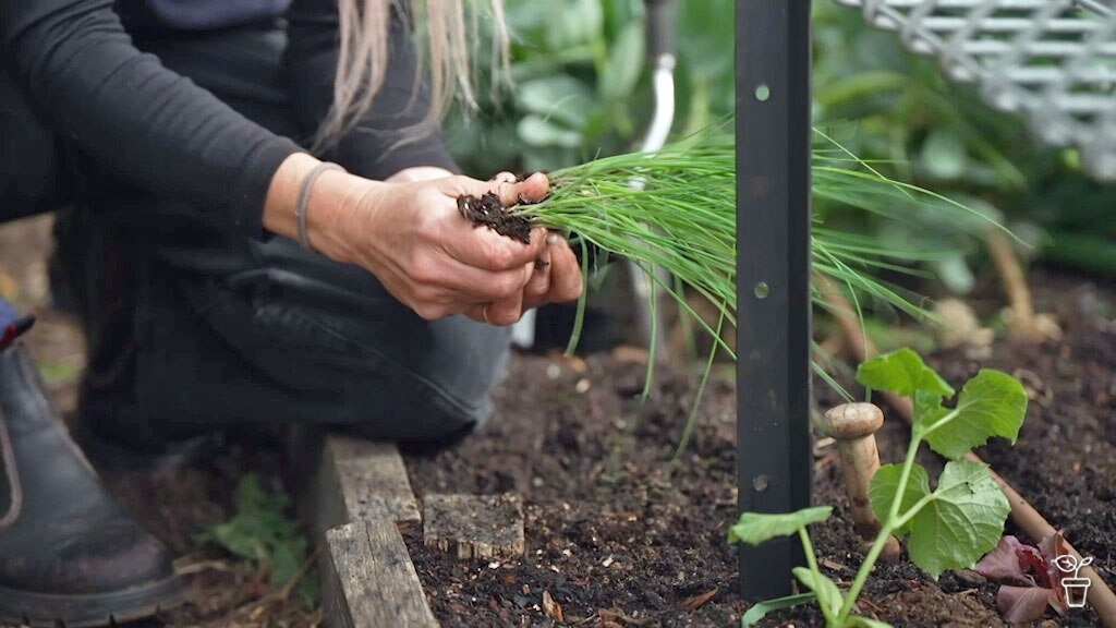 Crop Pots - Gardening Australia