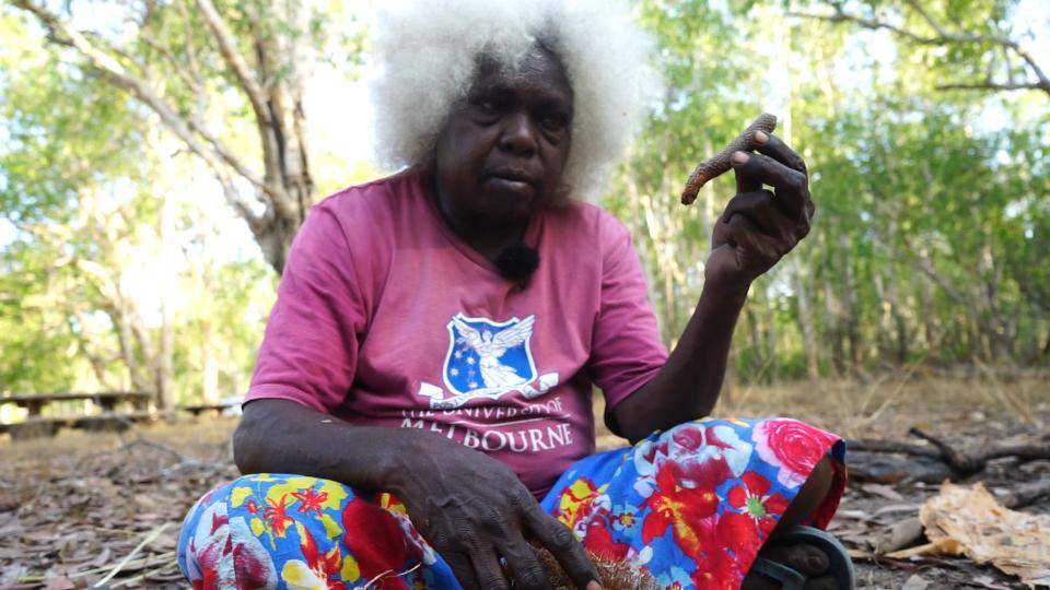 Banksia fire stick - ABC Education