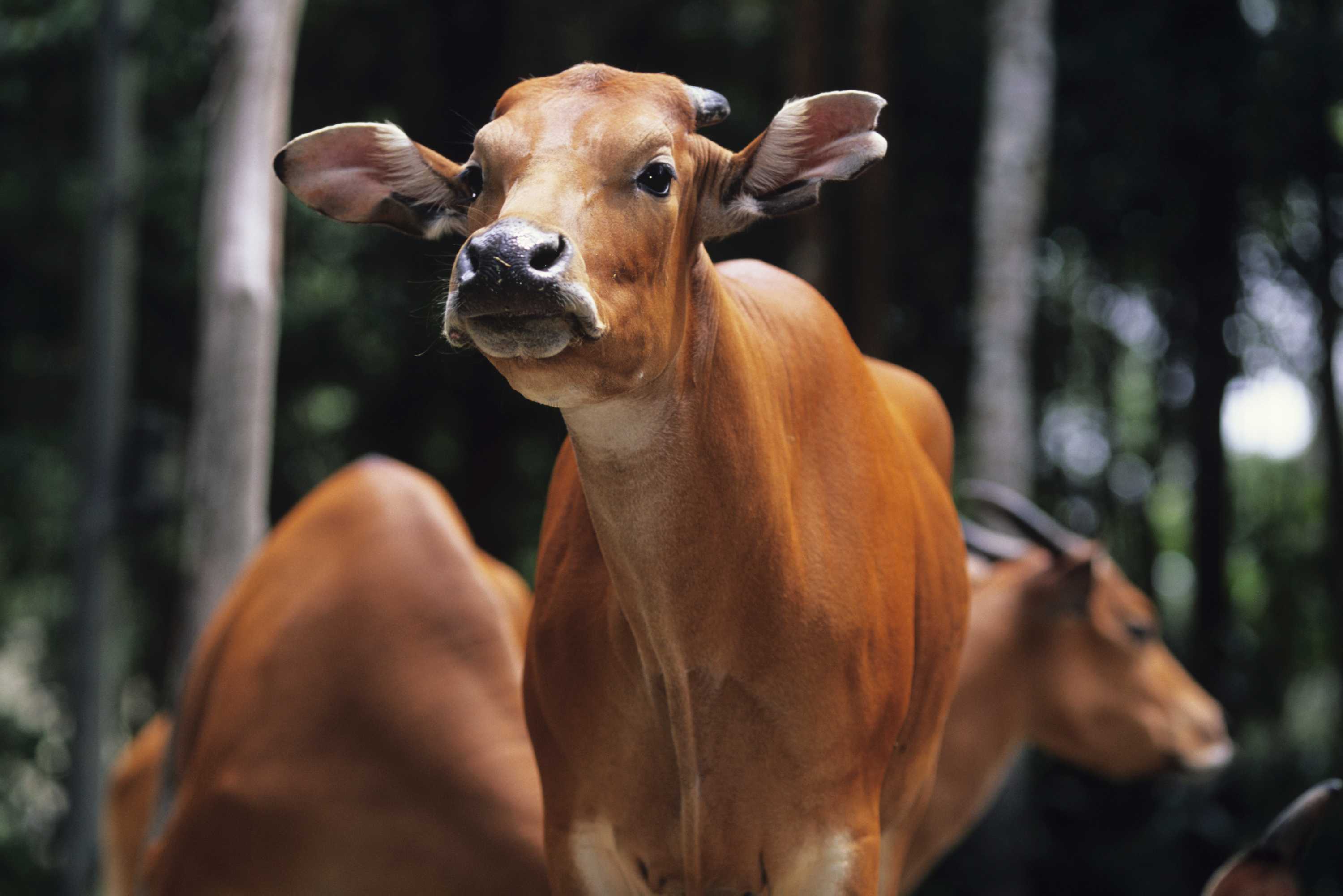 The banteng paradox - ABC listen