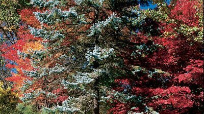 Picea - Gardening Australia