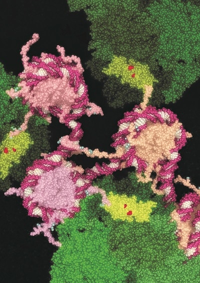 Deadly Australian funnel-web spiders can also kill melanoma cancer ...