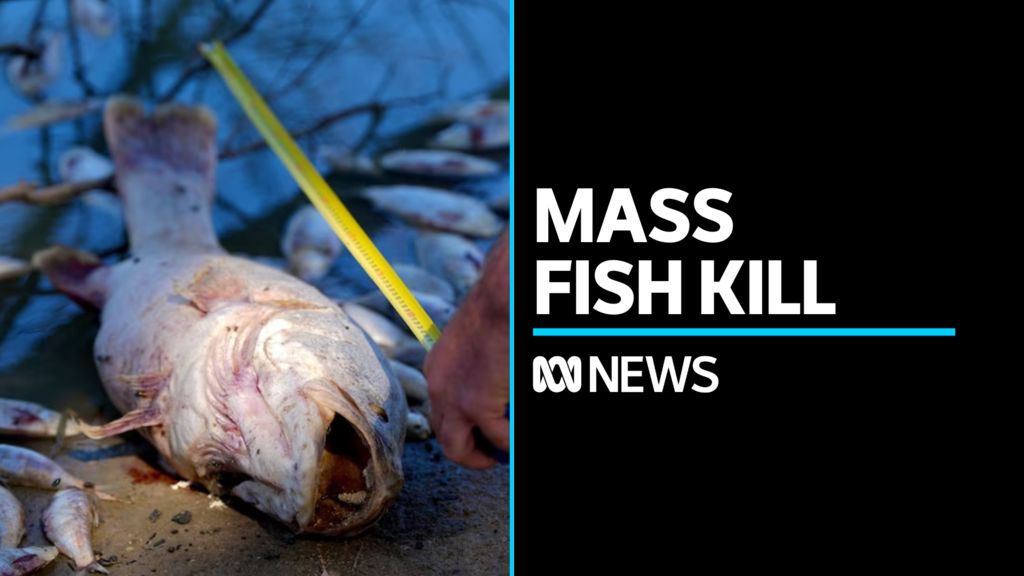 Government investigates after massive fish kill at Menindee - ABC News
