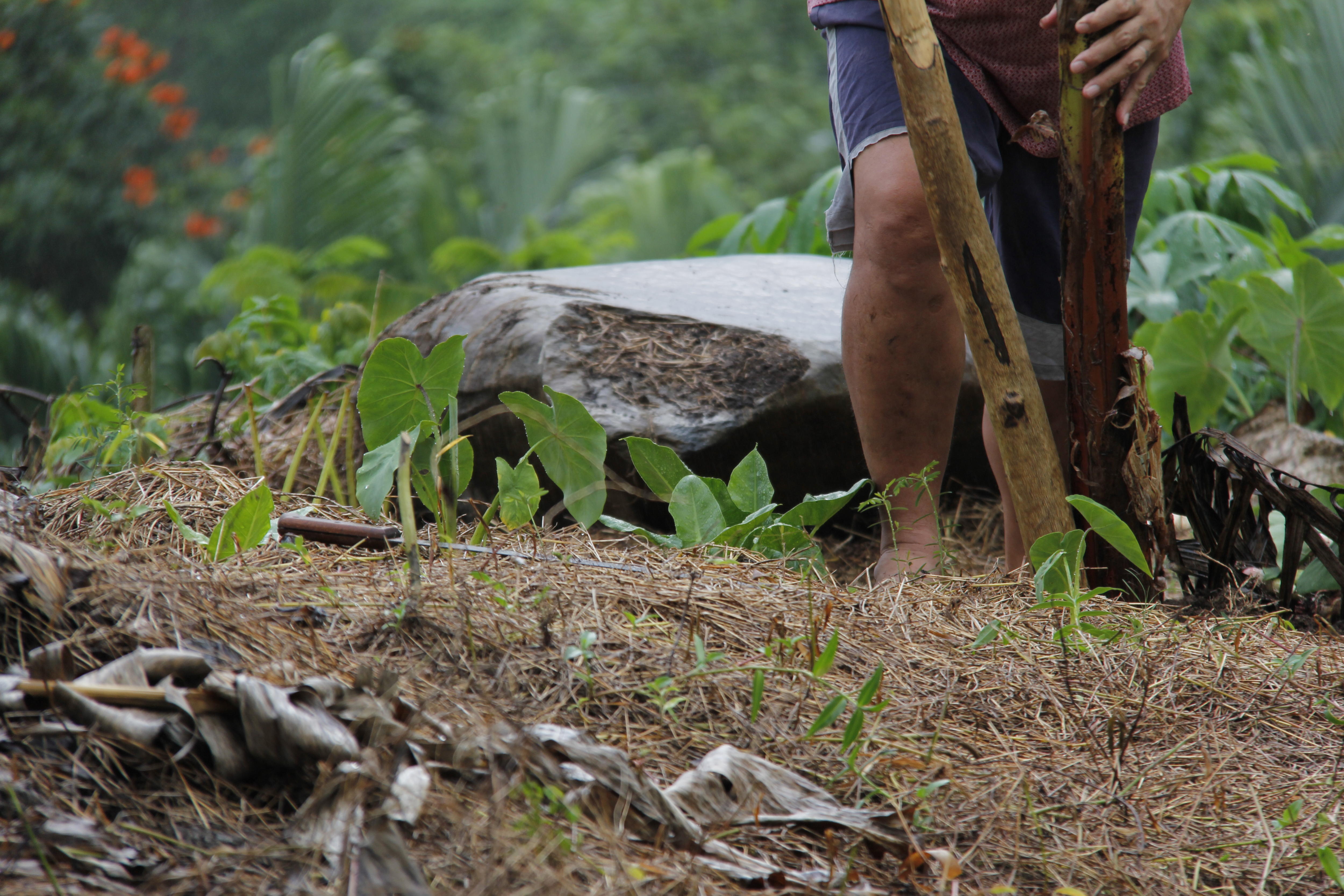 Despite the increasing risk of flooding, this Fijian farmer wants to ...