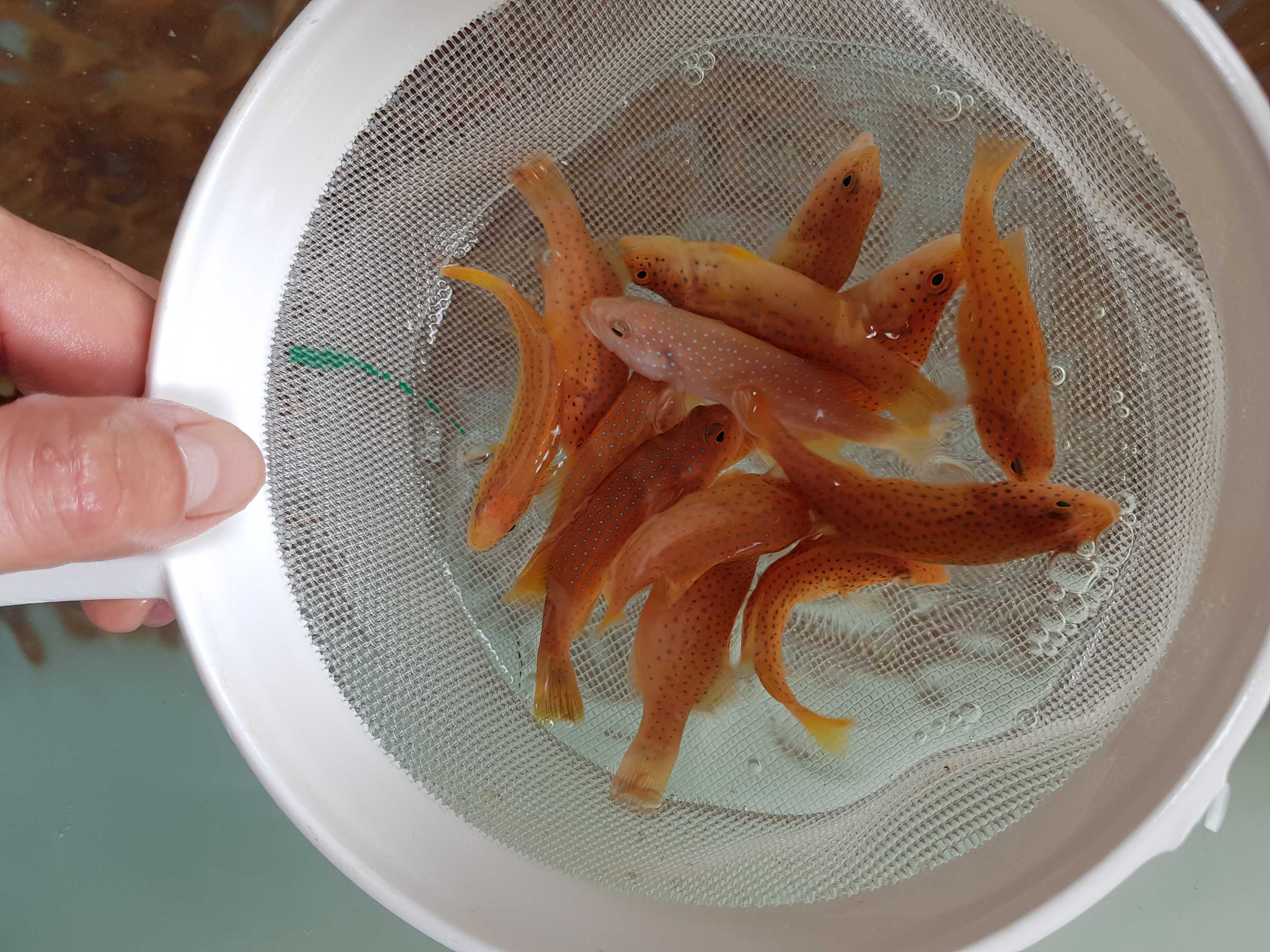 Pakistani Trout Fish