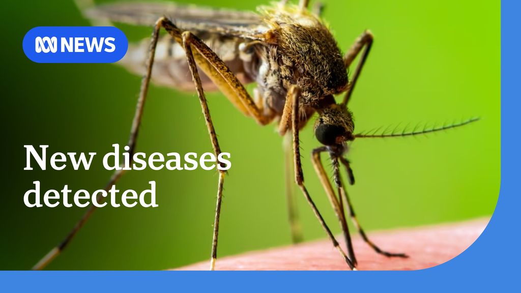 New mosquito-borne diseases detected in western NSW - ABC News