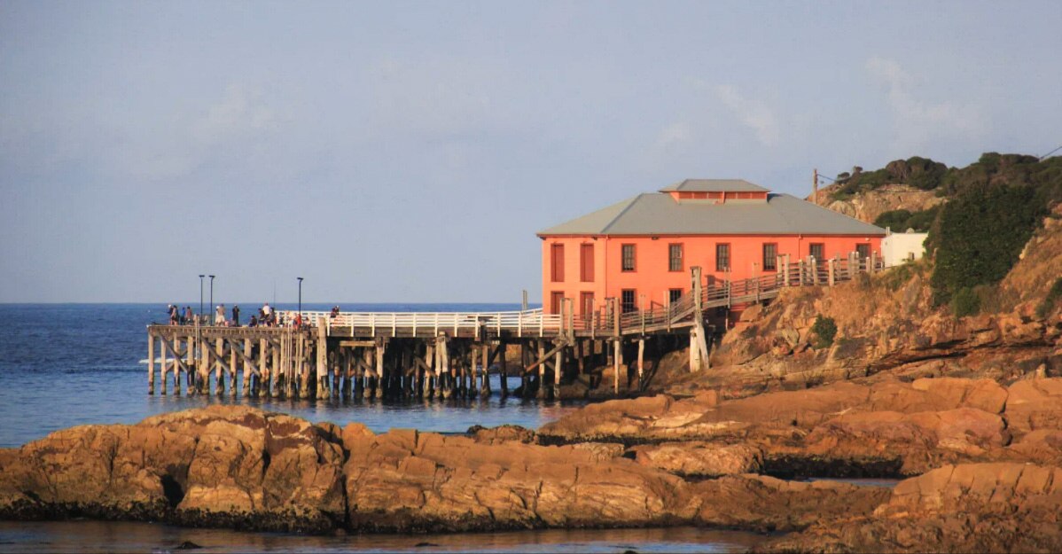 Hope for Tathra Wharf's big-belly seahorse colony following ...