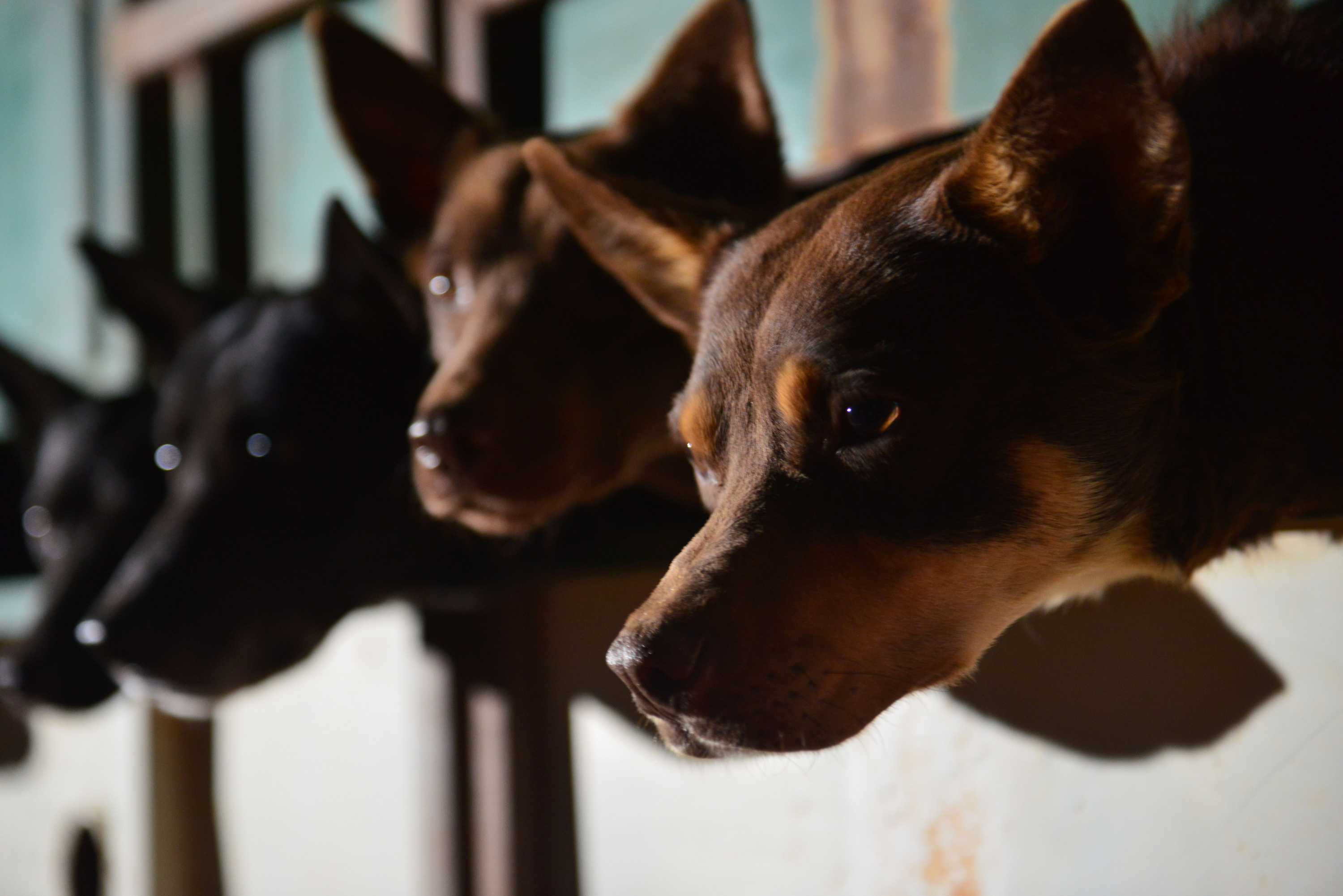 The lucrative business of mustering feral goats - ABC News